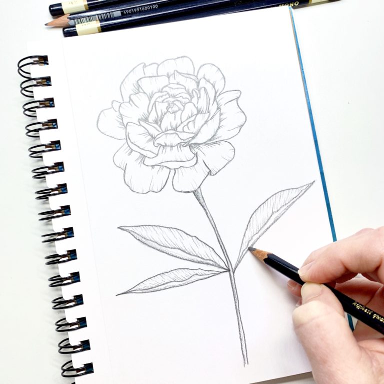 How to Draw a Peony With The MONO Drawing Pencil Set - Tombow USA Blog